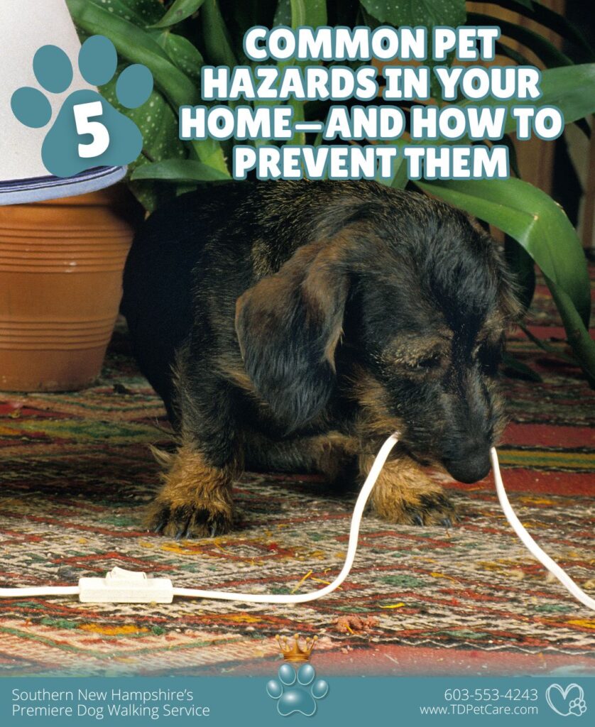 5 Common Pet Hazards in Your Home—And How to Prevent Them | Londonderry ...