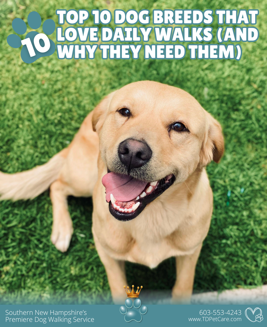 Top-10-Dog-Breeds-That-Love-Daily-Walks-and-Why-They-Need-Them ...