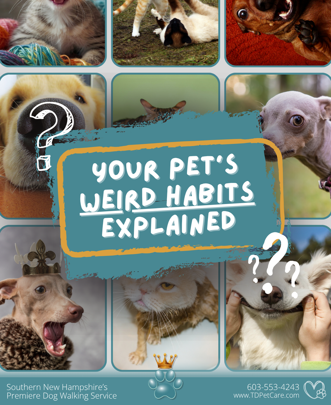 Your-Pets-Weird-Habits-—-Explained | Londonderry Pet Sitting & Dog ...